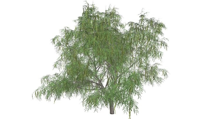 ArtStation - Honey Mesquite Tree #08 - High Poly Tree (3D Model) | Game ...