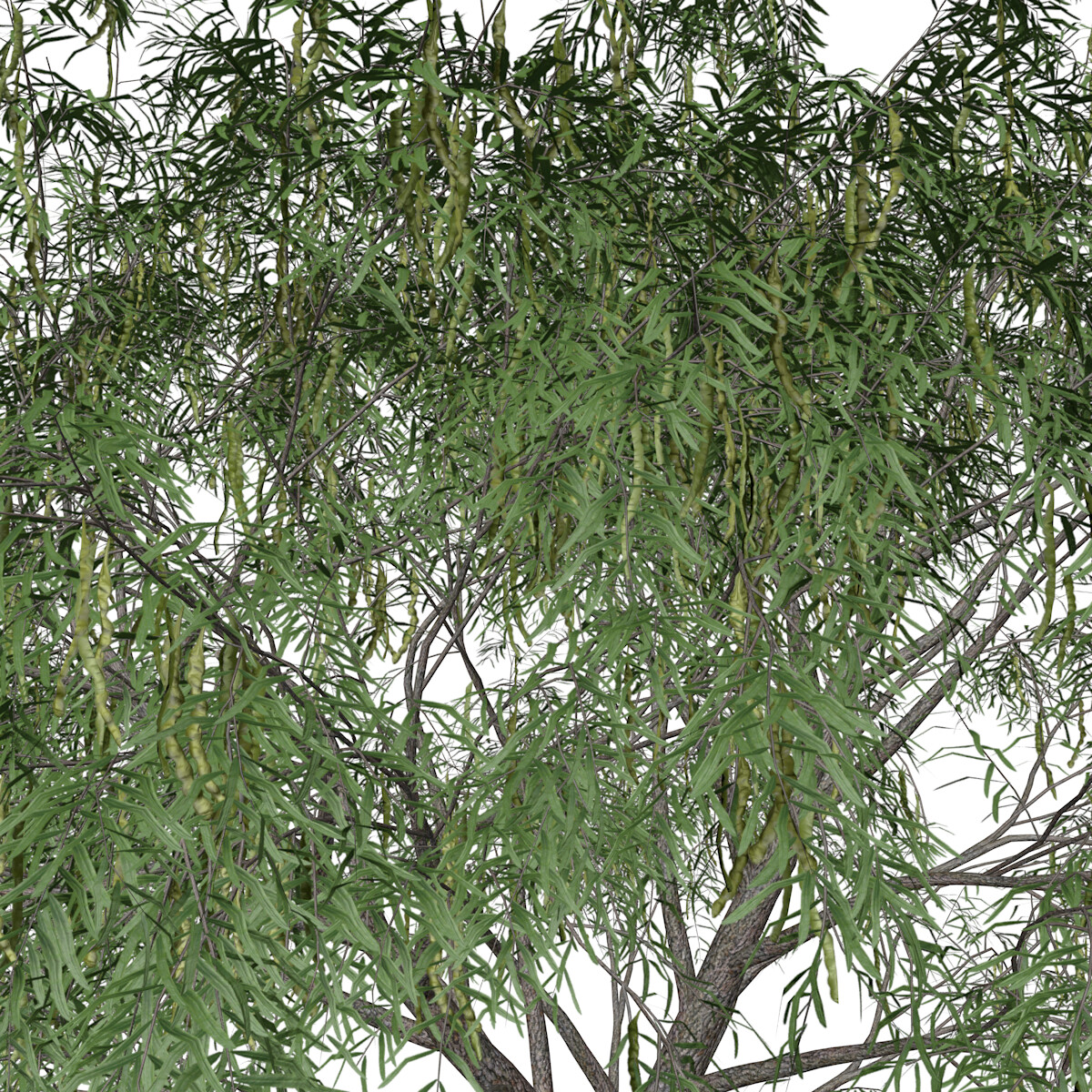 ArtStation - Honey Mesquite Tree #09 - High Poly Tree (3D Model) | Game ...