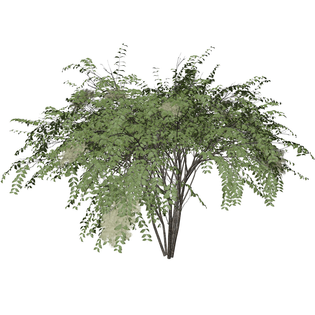 ArtStation - Japanese Angelica Tree #07 - High Poly Tree (3D Model ...