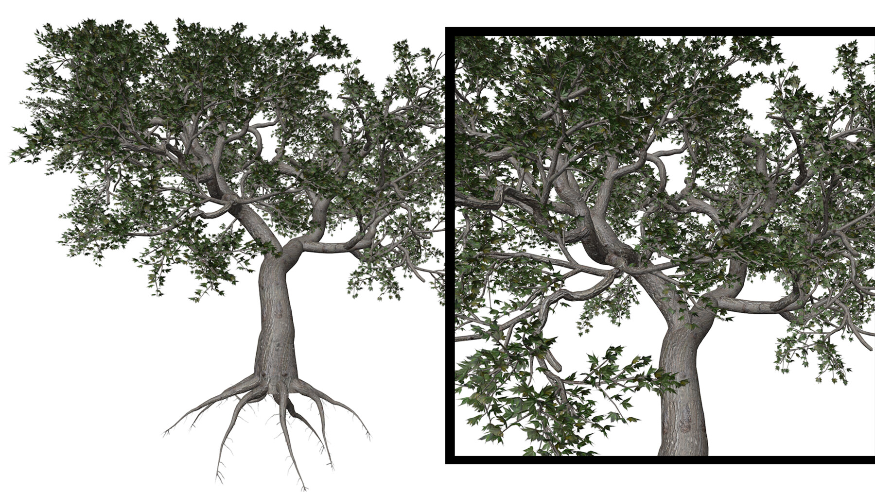 ArtStation - Japanese Maple Tree #01 - High Poly Tree (3D Model) | Game ...