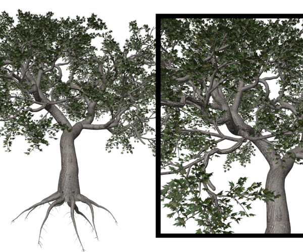 ArtStation - Japanese Maple Tree #01 - High Poly Tree (3D Model) | Game ...