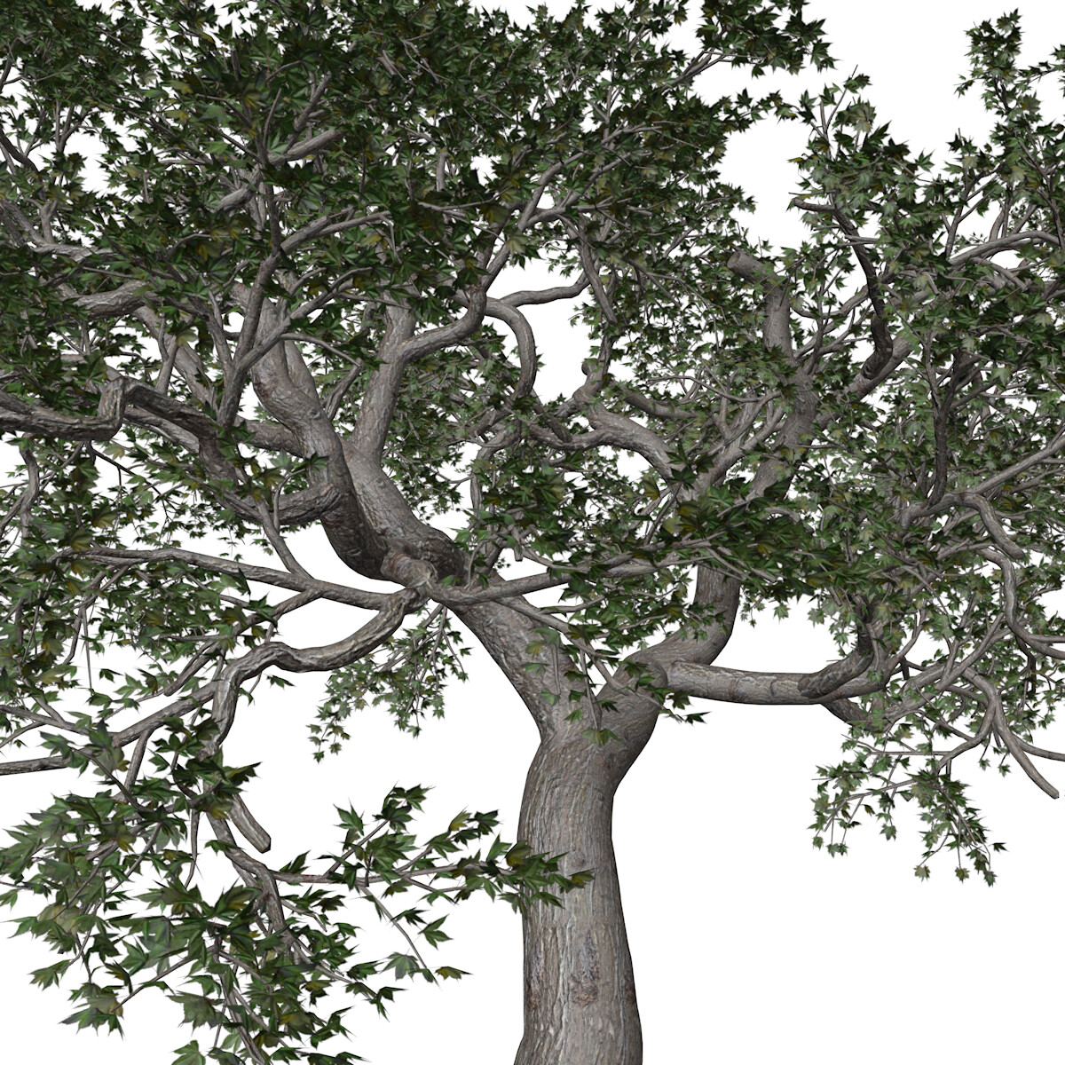 ArtStation - Japanese Maple Tree #01 - High Poly Tree (3D Model) | Game ...