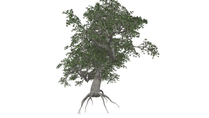 ArtStation - Japanese Maple Tree #02 - High Poly Tree (3D Model) | Game ...