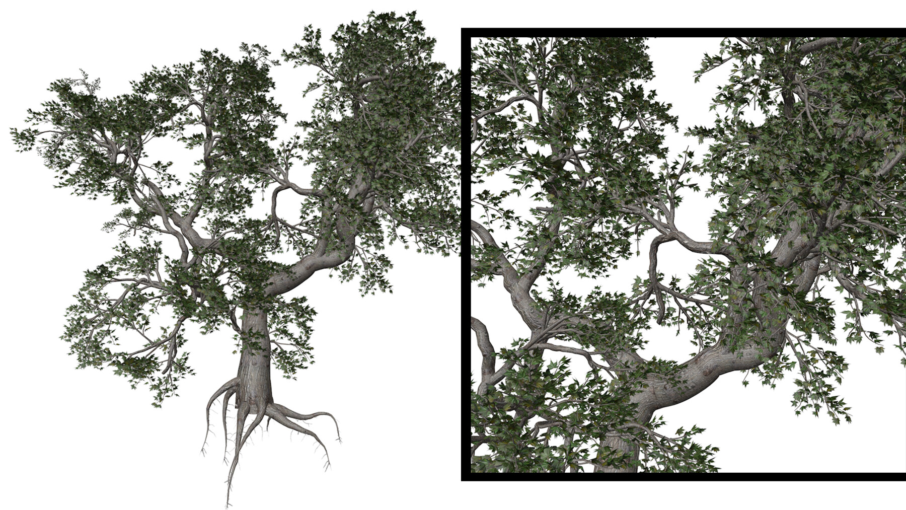 ArtStation - Japanese Maple Tree #03 - High Poly Tree (3D Model) | Game ...