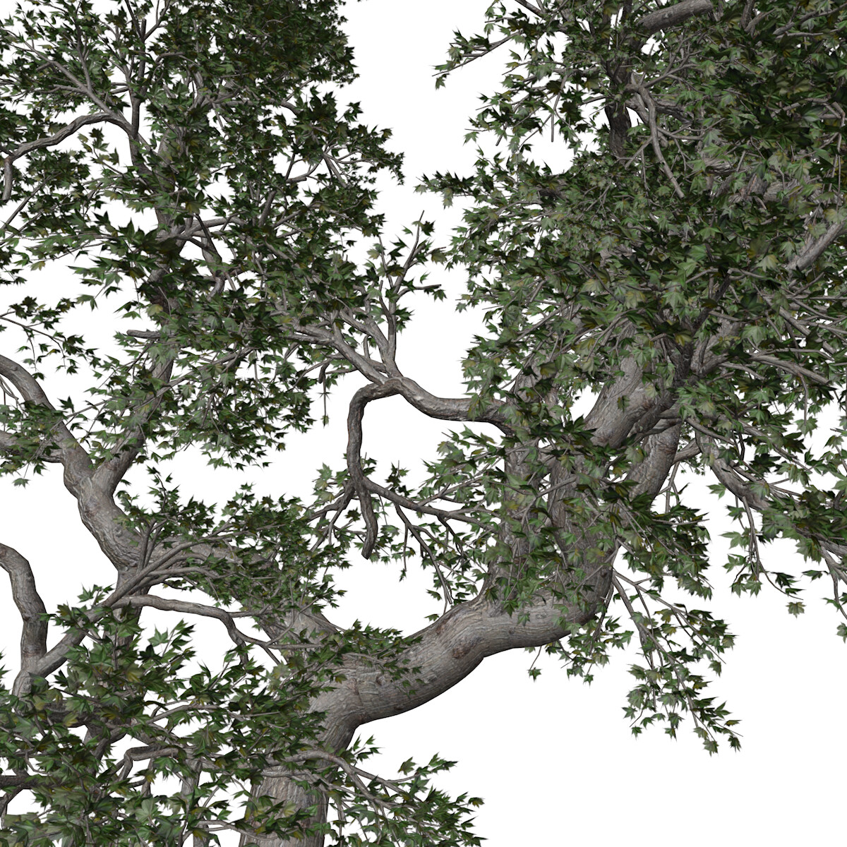 ArtStation - Japanese Maple Tree #03 - High Poly Tree (3D Model) | Game ...