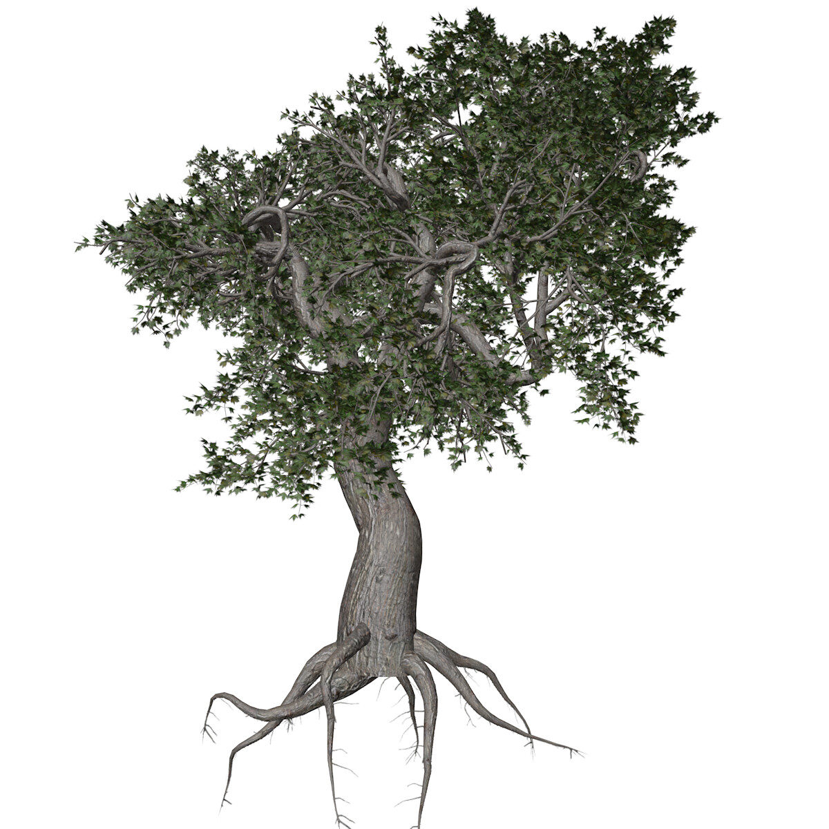 ArtStation - Japanese Maple Tree #08 - High Poly Tree (3D Model) | Game ...