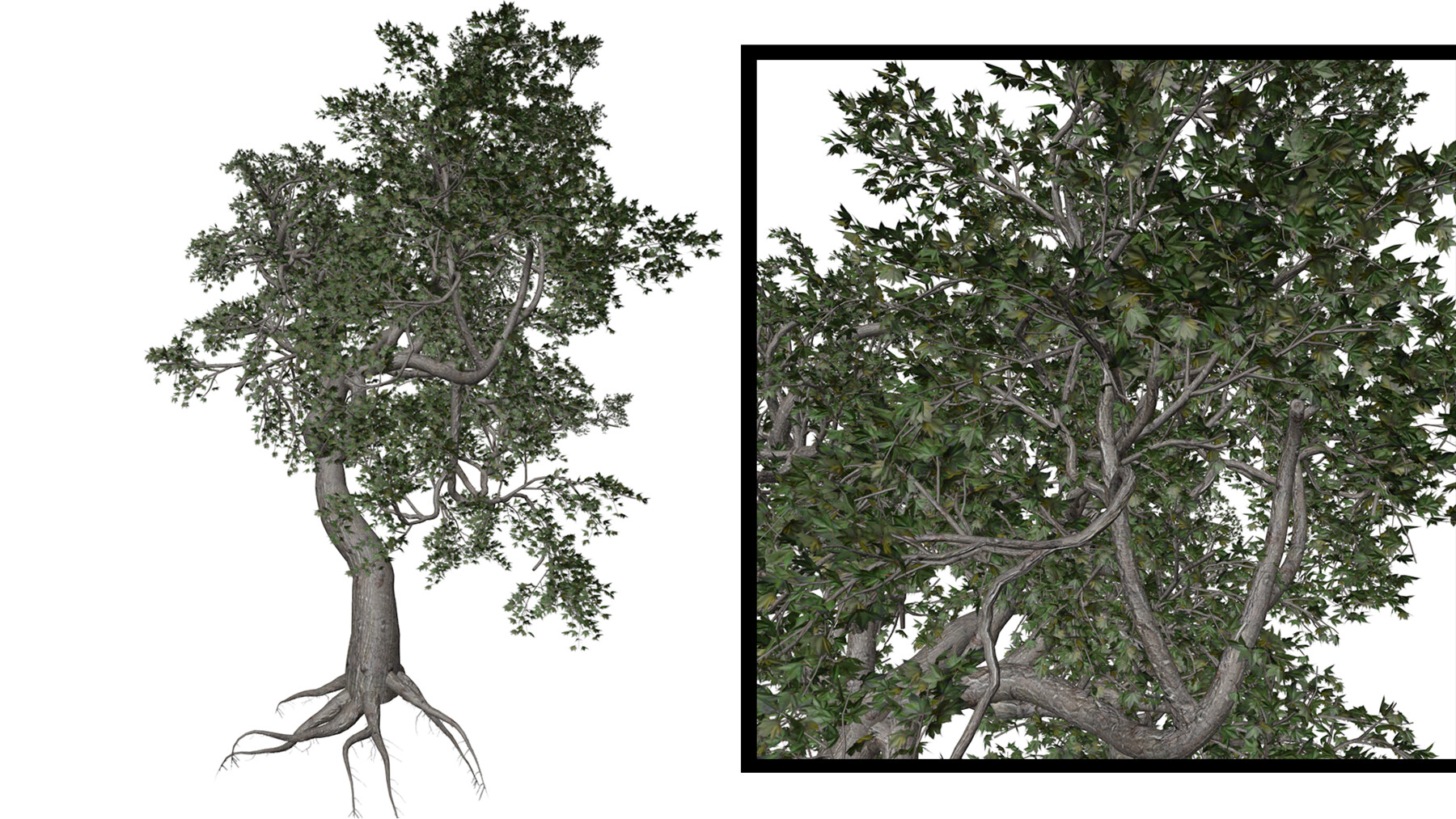 ArtStation - Japanese Maple Tree #09 - High Poly Tree (3D Model) | Game ...
