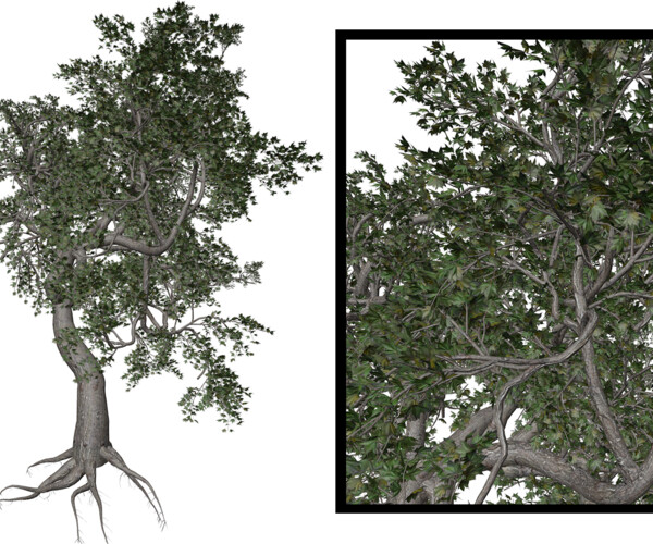 ArtStation - Japanese Maple Tree #09 - High Poly Tree (3D Model) | Game ...