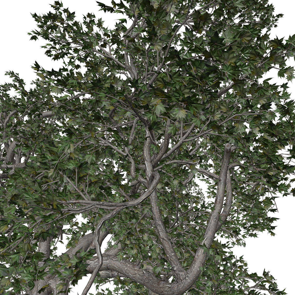 ArtStation - Japanese Maple Tree #09 - High Poly Tree (3D Model) | Game ...