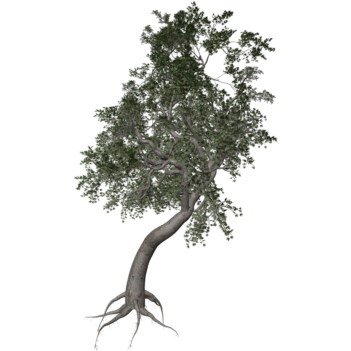 ArtStation - Japanese Maple Tree #10 - High Poly Tree (3D Model) | Game ...
