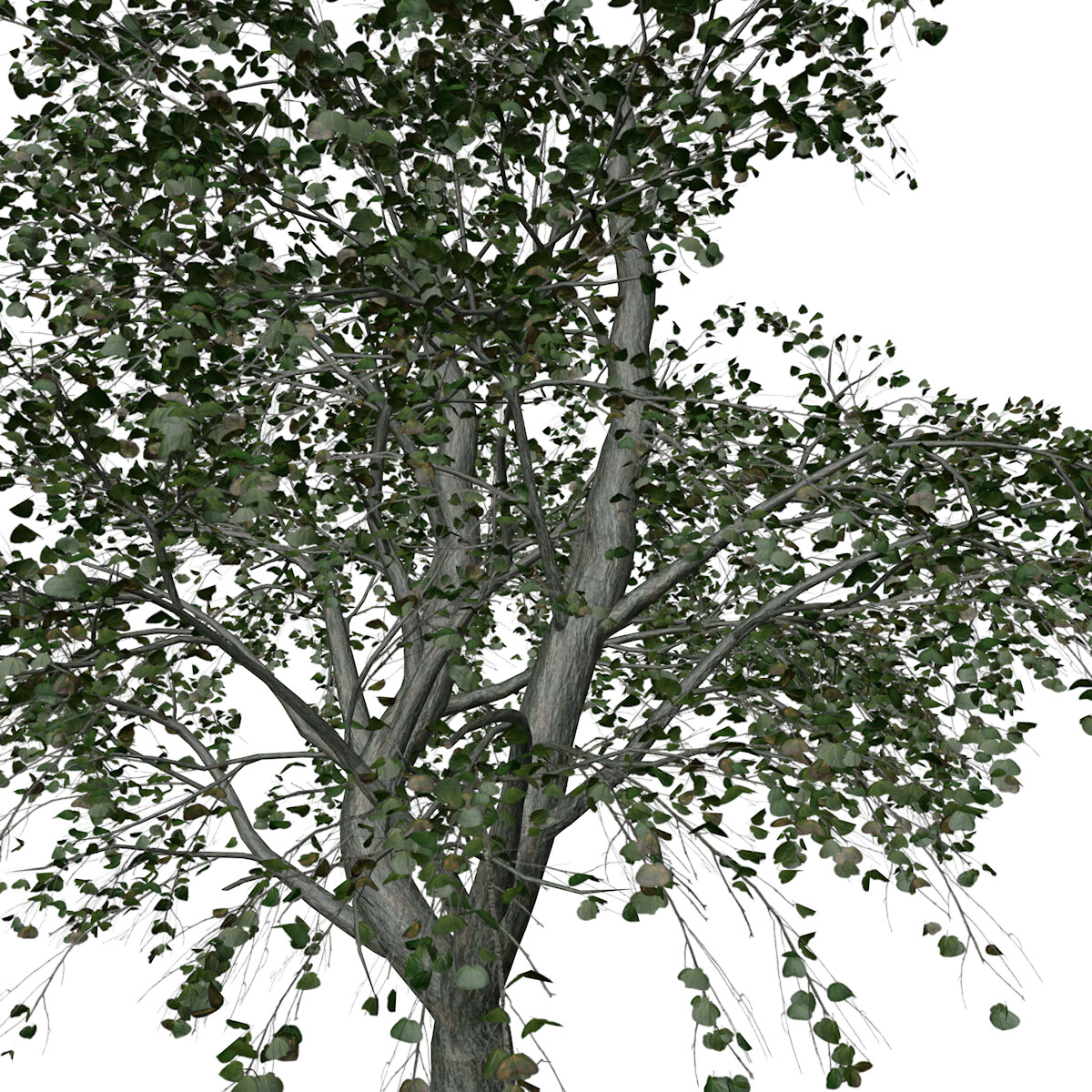 ArtStation - Katsura Tree #01 - High Poly Tree (3D Model) | Game Assets