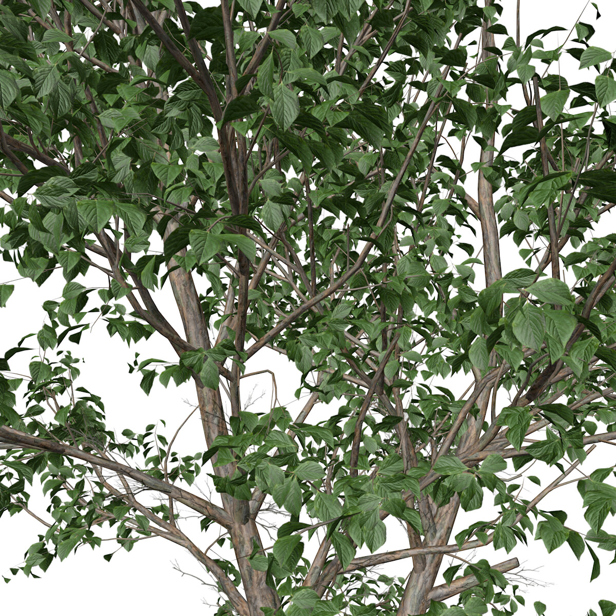 ArtStation - Korean Stewartia Tree #02 - High Poly Tree (3D Model ...