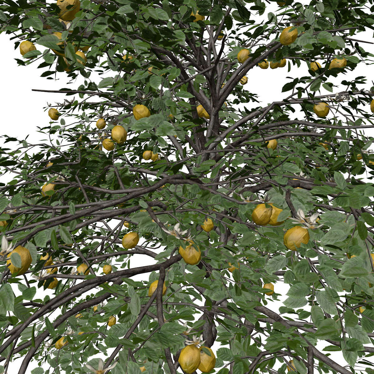 ArtStation - Lemon Tree #02 - High Poly Tree (3D Model) | Game Assets