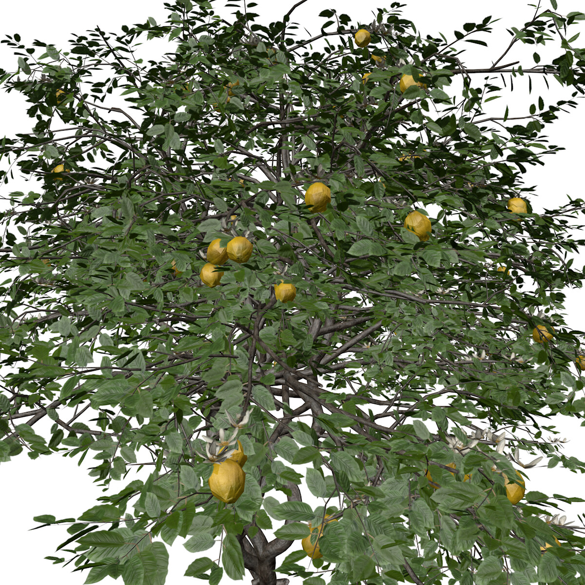 ArtStation - Lemon Tree #05 - High Poly Tree (3D Model) | Game Assets