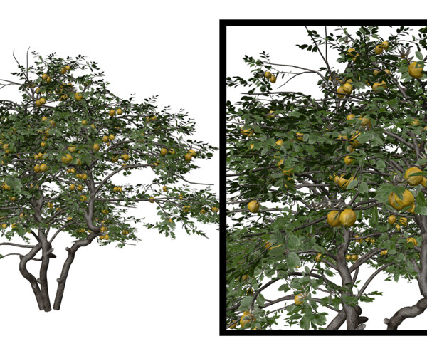 ArtStation - Lemon Tree #07 - High Poly Tree (3D Model) | Game Assets