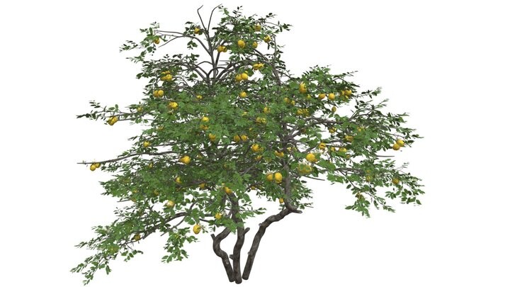 ArtStation - Lemon Tree #07 - High Poly Tree (3D Model) | Game Assets
