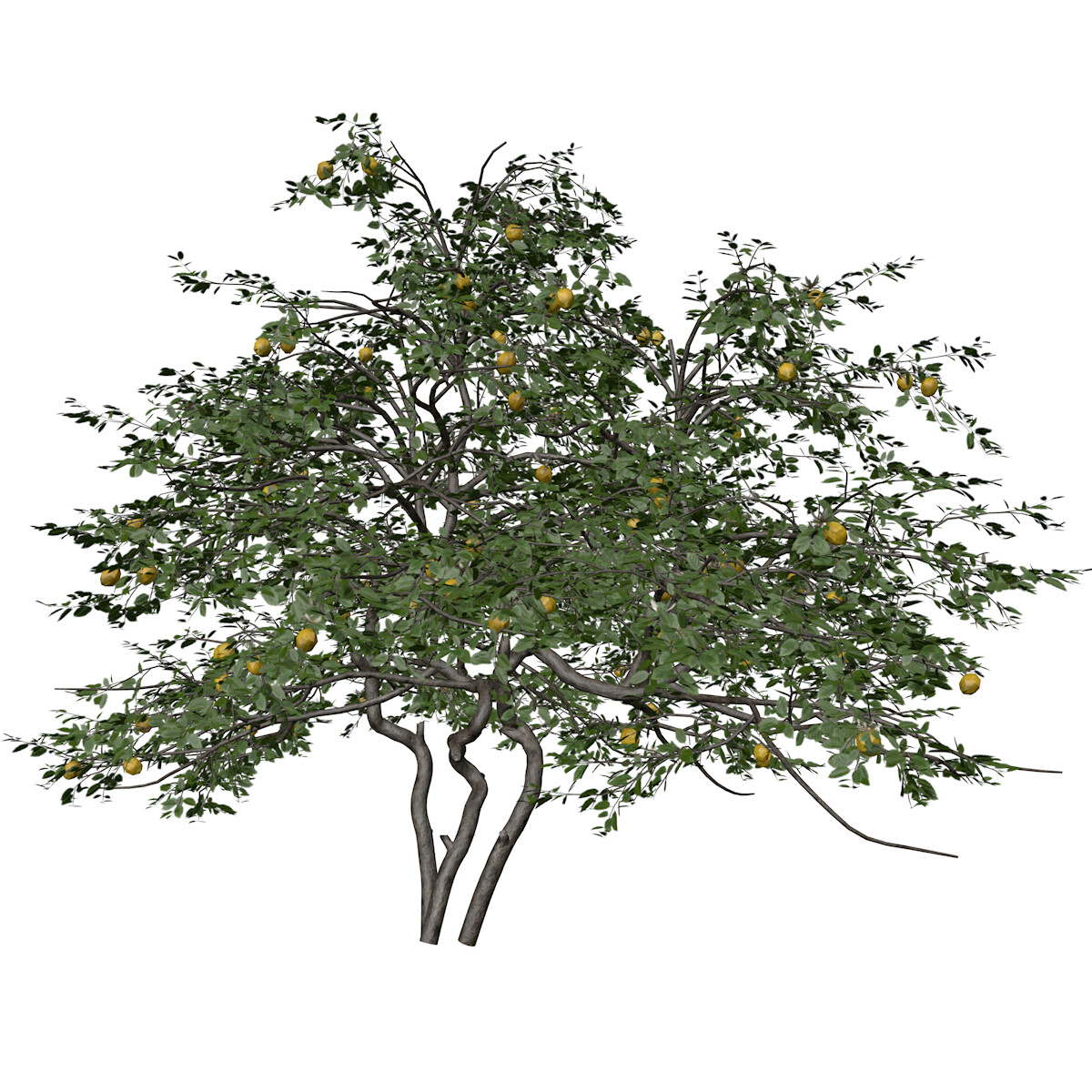 ArtStation - Lemon Tree #08 - High Poly Tree (3D Model) | Game Assets