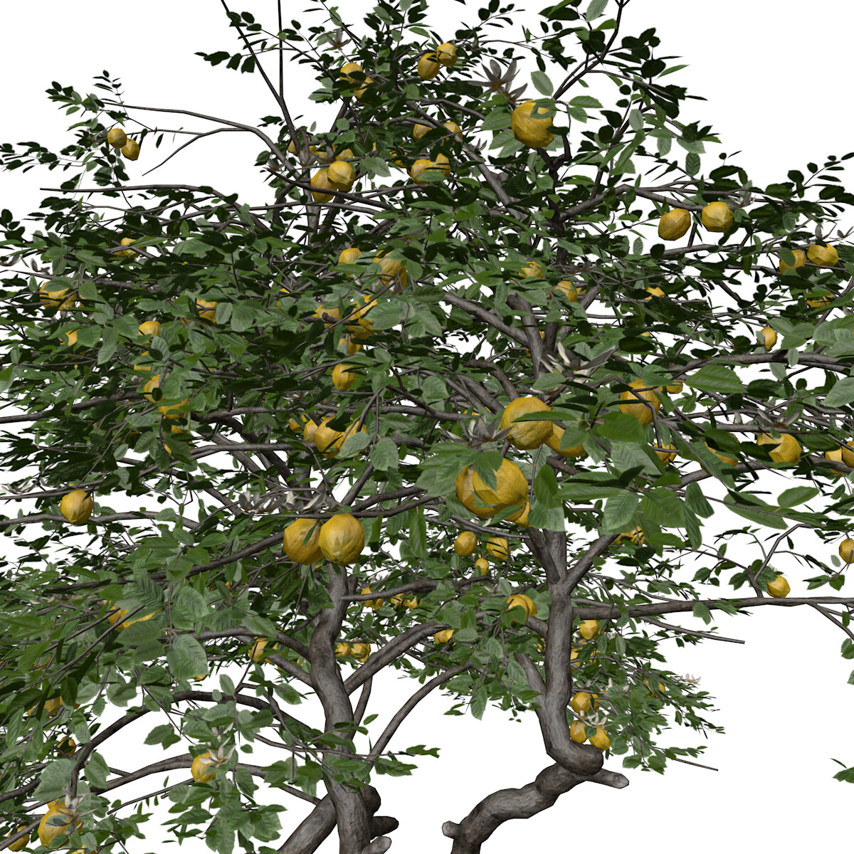 ArtStation - Lemon Tree #07 - High Poly Tree (3D Model) | Game Assets