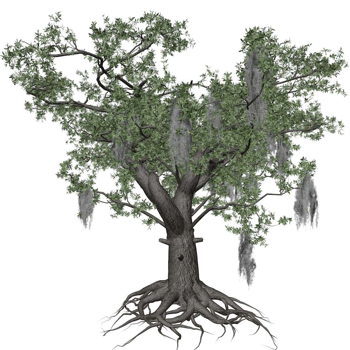 ArtStation - Live Oak Tree #01 - High Poly Tree (3D Model) | Game Assets