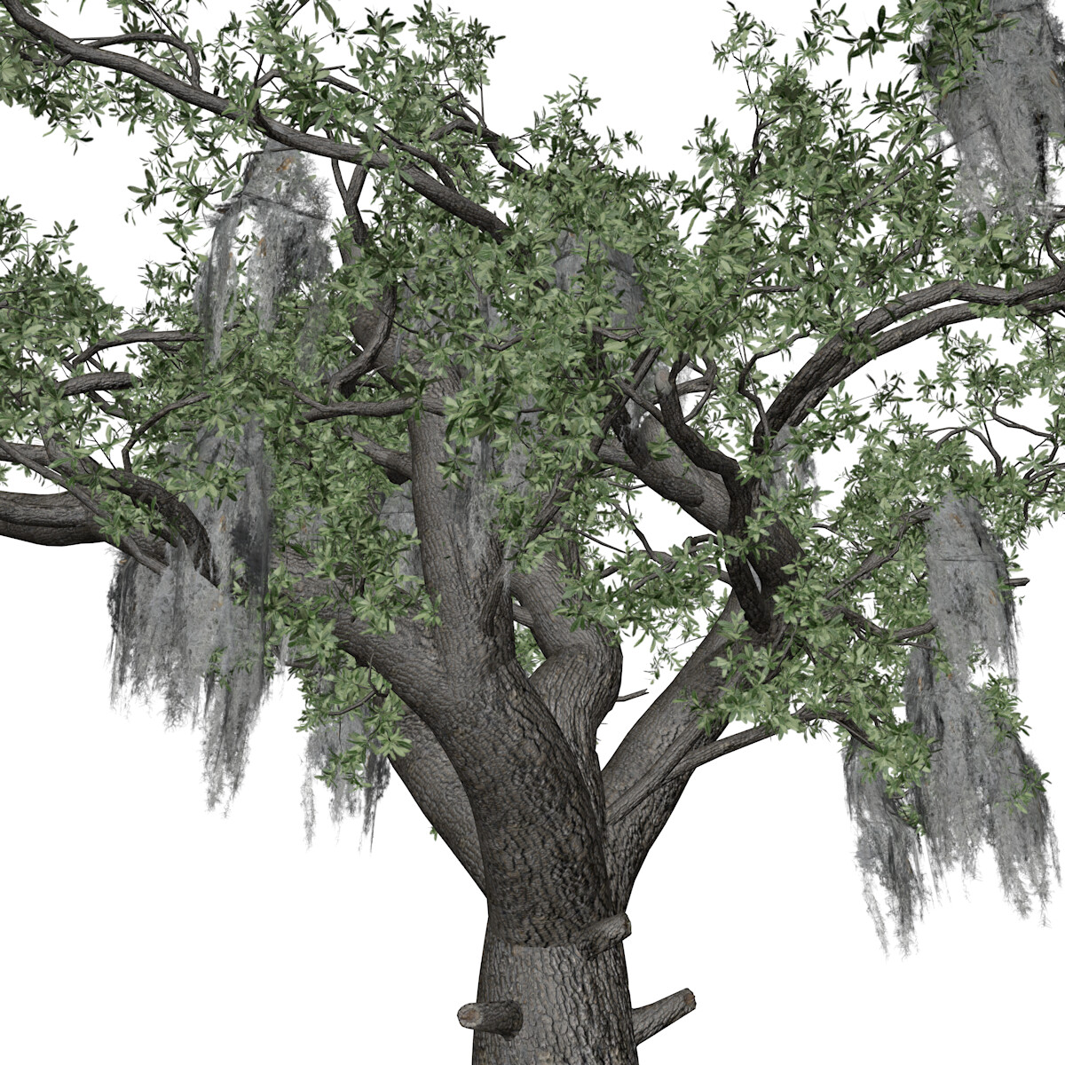 ArtStation - Live Oak Tree #04 - High Poly Tree (3D Model) | Game Assets