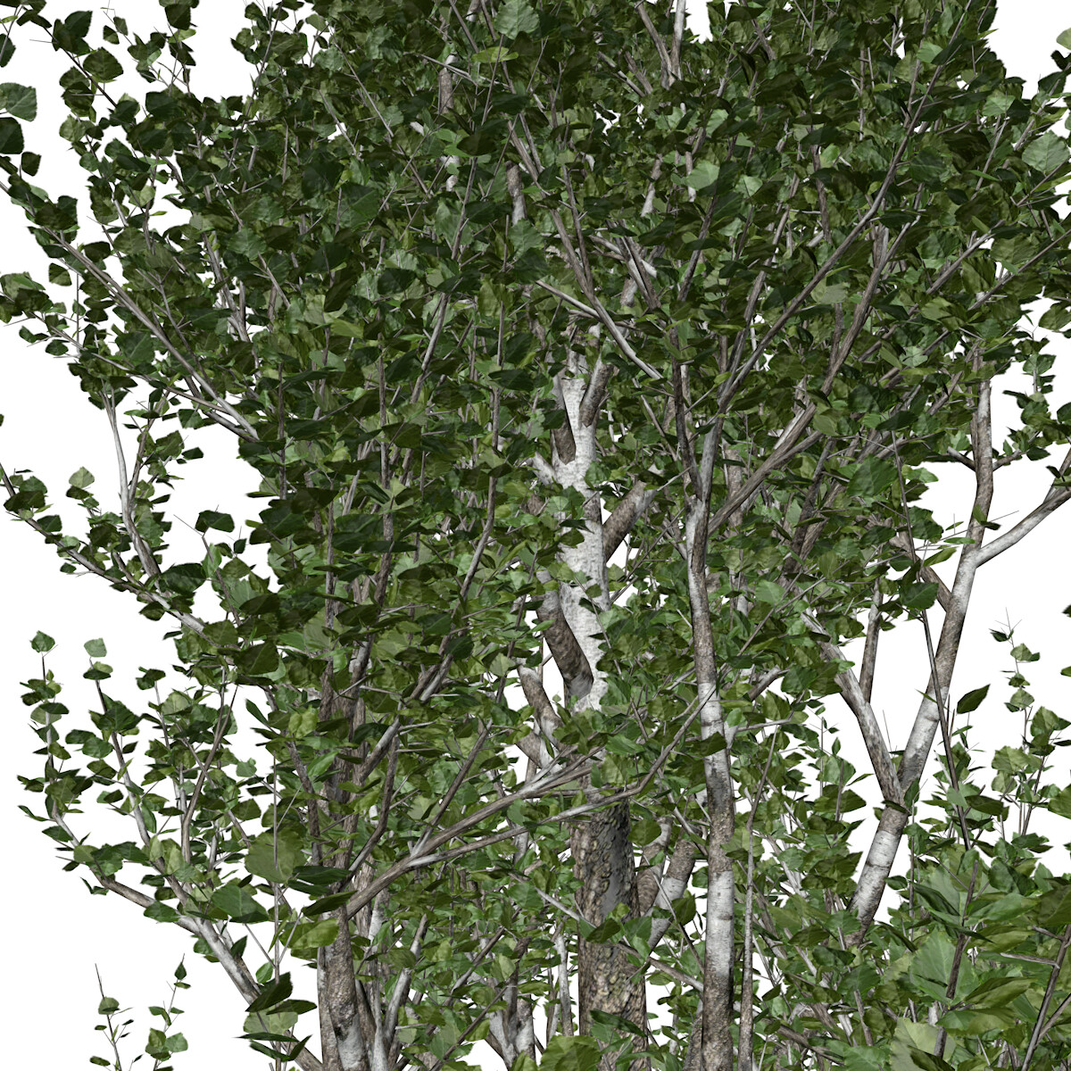 ArtStation - Lombardy Poplar Tree #03 - High Poly Tree (3D Model ...