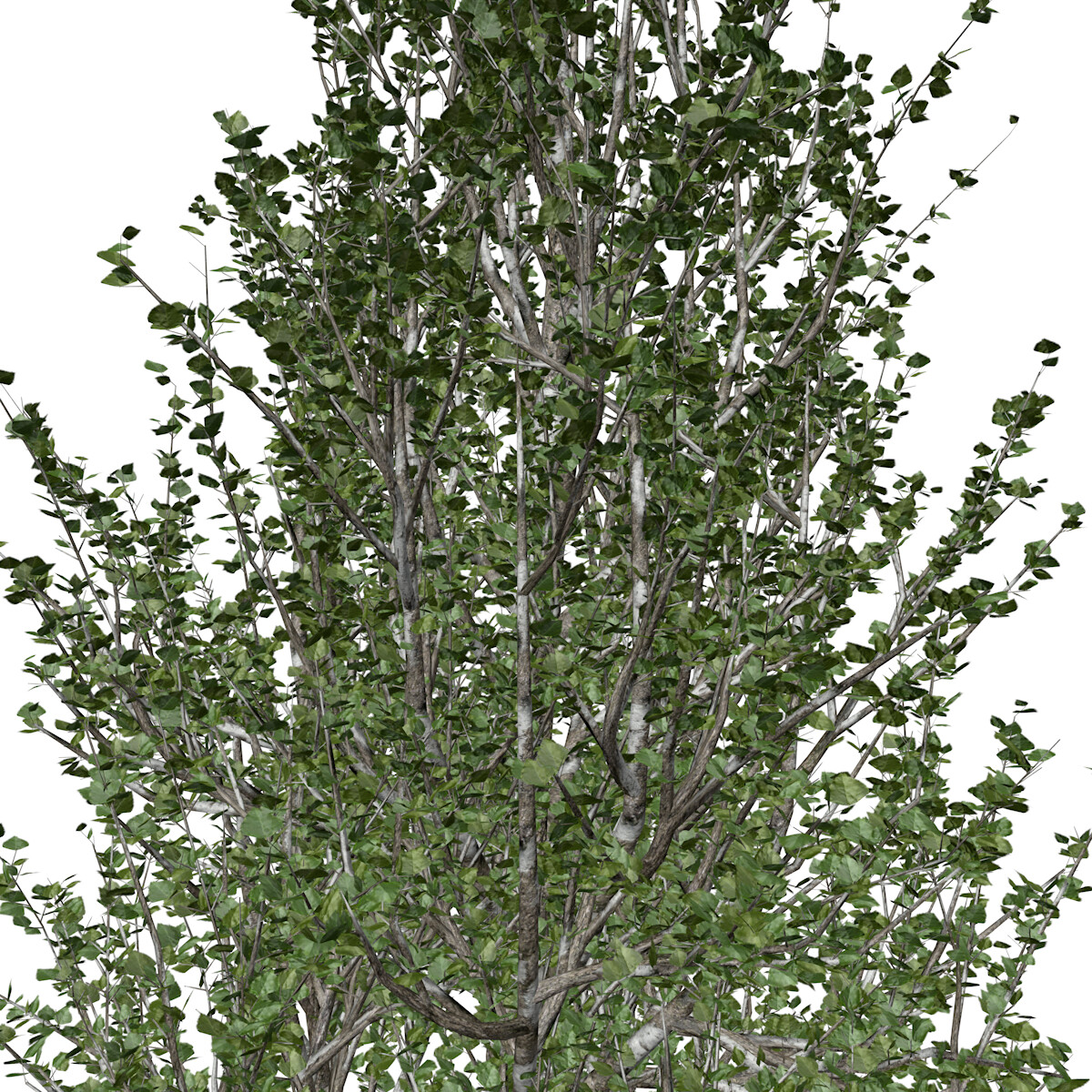 ArtStation - Lombardy Poplar Tree #06 - High Poly Tree (3D Model ...