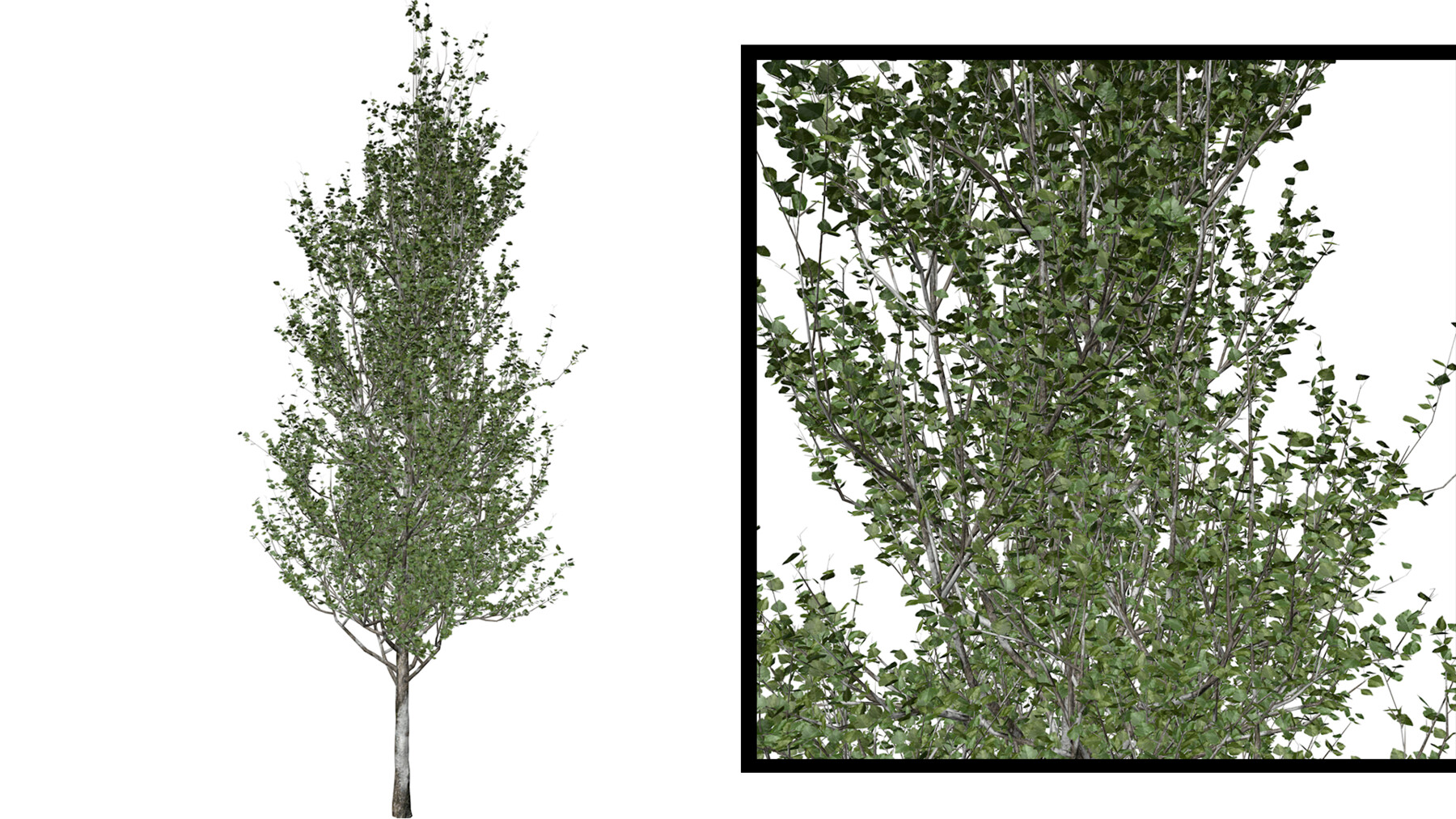 ArtStation - Lombardy Poplar Tree #08 - High Poly Tree (3D Model) | Game Assets