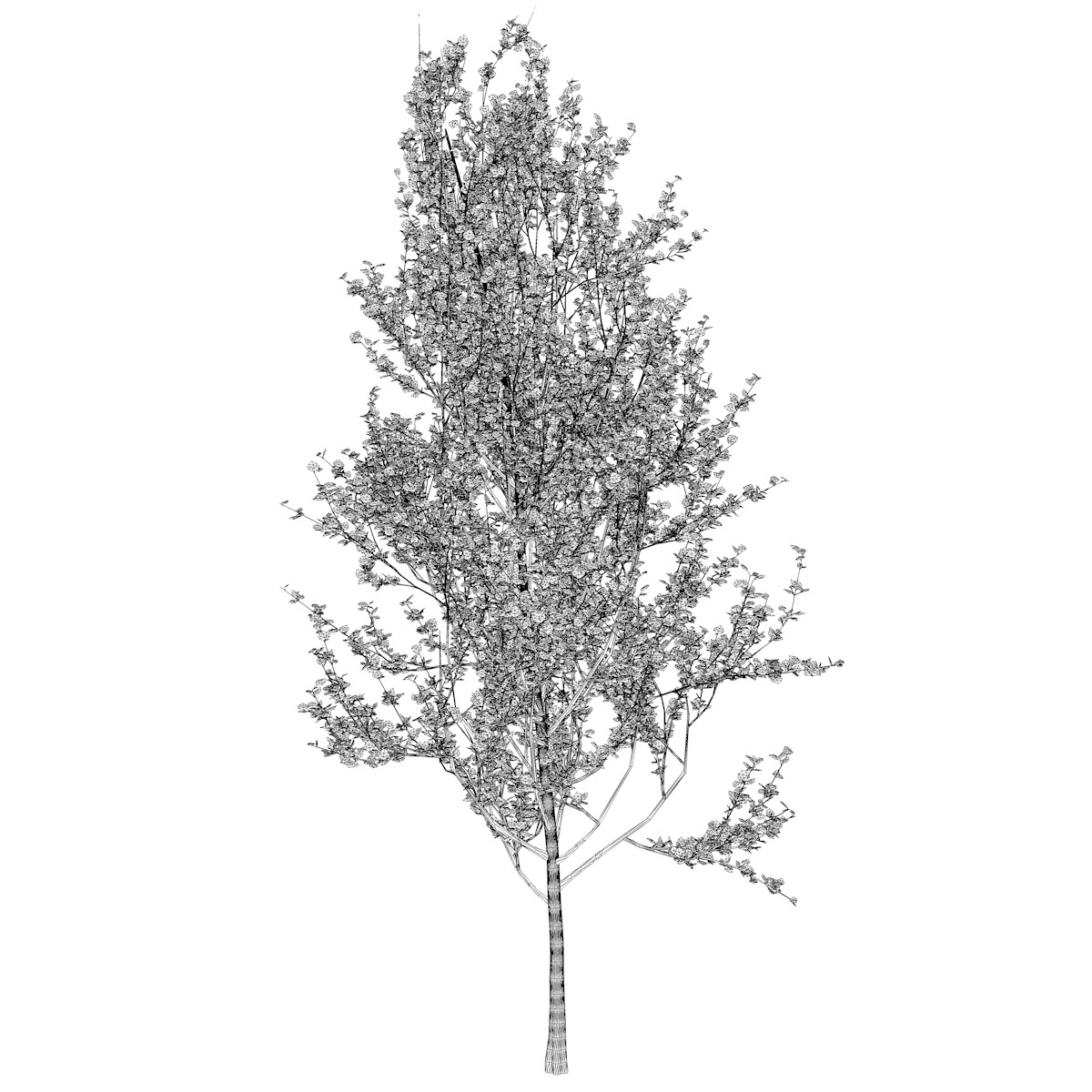 ArtStation - Lombardy Poplar Tree #09 - High Poly Tree (3D Model ...