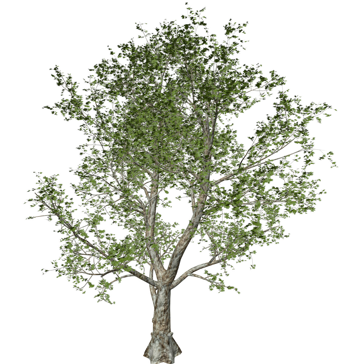 ArtStation - London Plane Tree #01 - High Poly Tree (3D Model) | Game ...