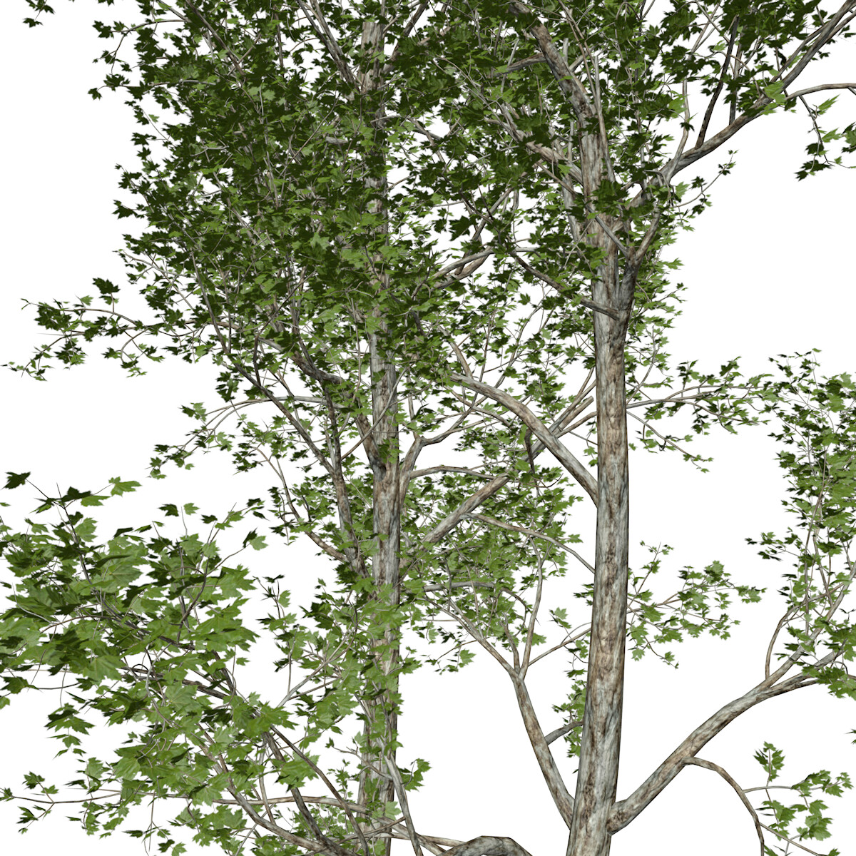 ArtStation - London Plane Tree #05 - High Poly Tree (3D Model) | Game ...