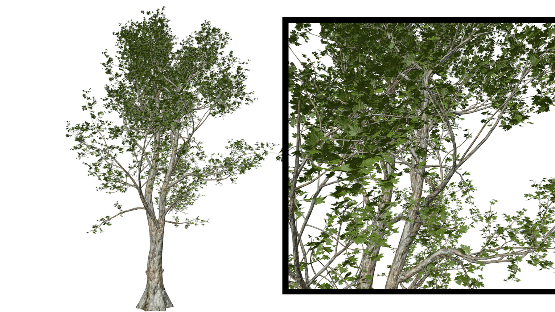 ArtStation - London Plane Tree #08 - High Poly Tree (3D Model) | Game Assets