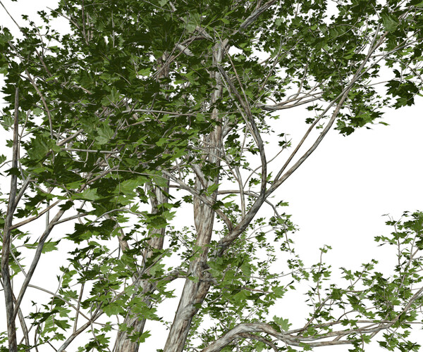 ArtStation - London Plane Tree #08 - High Poly Tree (3D Model) | Game ...