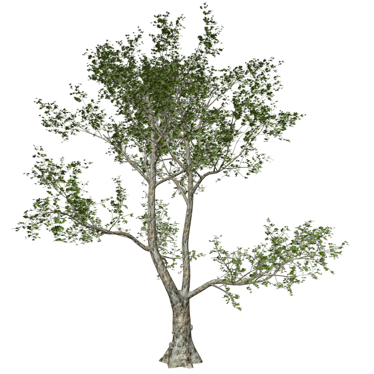 ArtStation - London Plane Tree #09 - High Poly Tree (3D Model) | Game ...