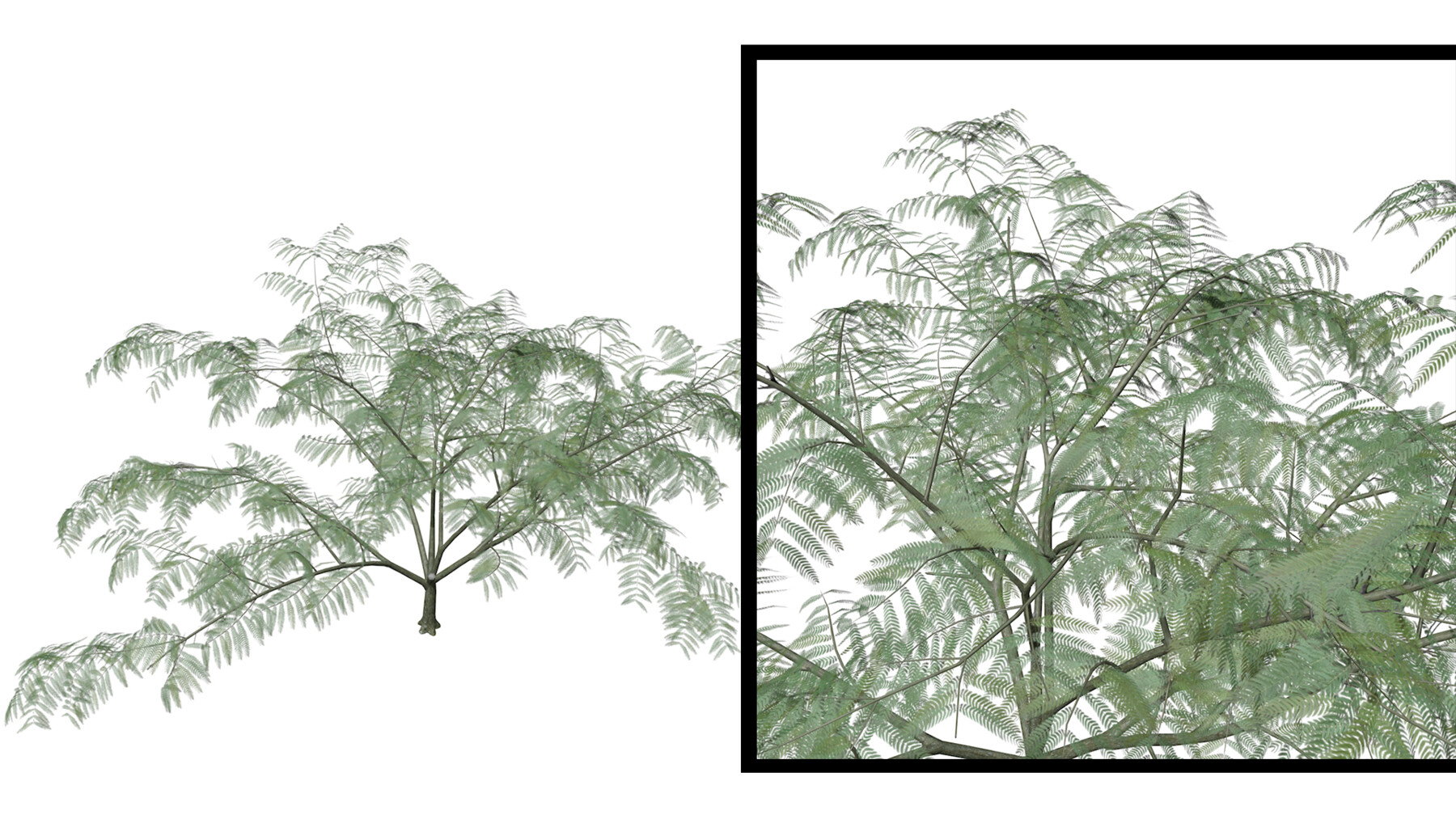 ArtStation - Mimosa Tree #08 - High Poly Tree (3D Model) | Game Assets