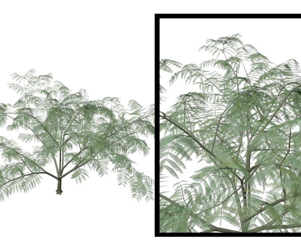 ArtStation - Mimosa Tree #08 - High Poly Tree (3D Model) | Game Assets