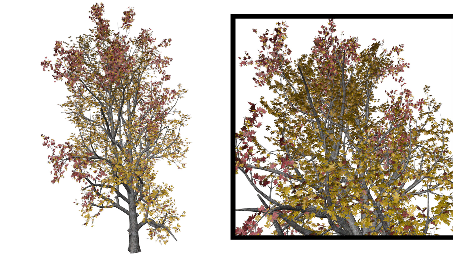 ArtStation - Mountain Maple Tree (in Fall) #02 - High Poly Tree (3D ...