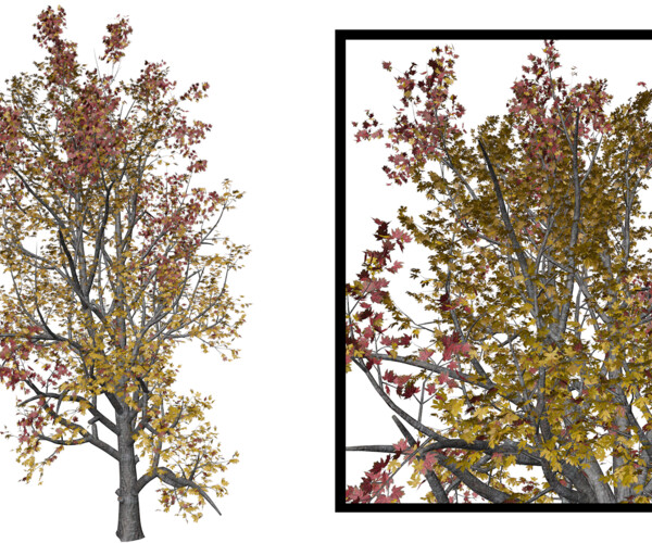 ArtStation - Mountain Maple Tree (in Fall) #02 - High Poly Tree (3D ...