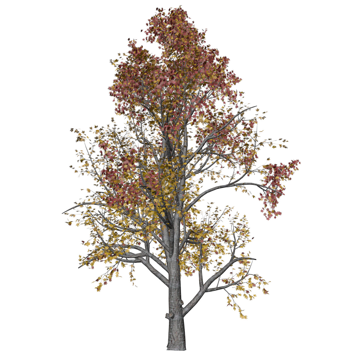 ArtStation - Mountain Maple Tree (in Fall) #03 - High Poly Tree (3D ...