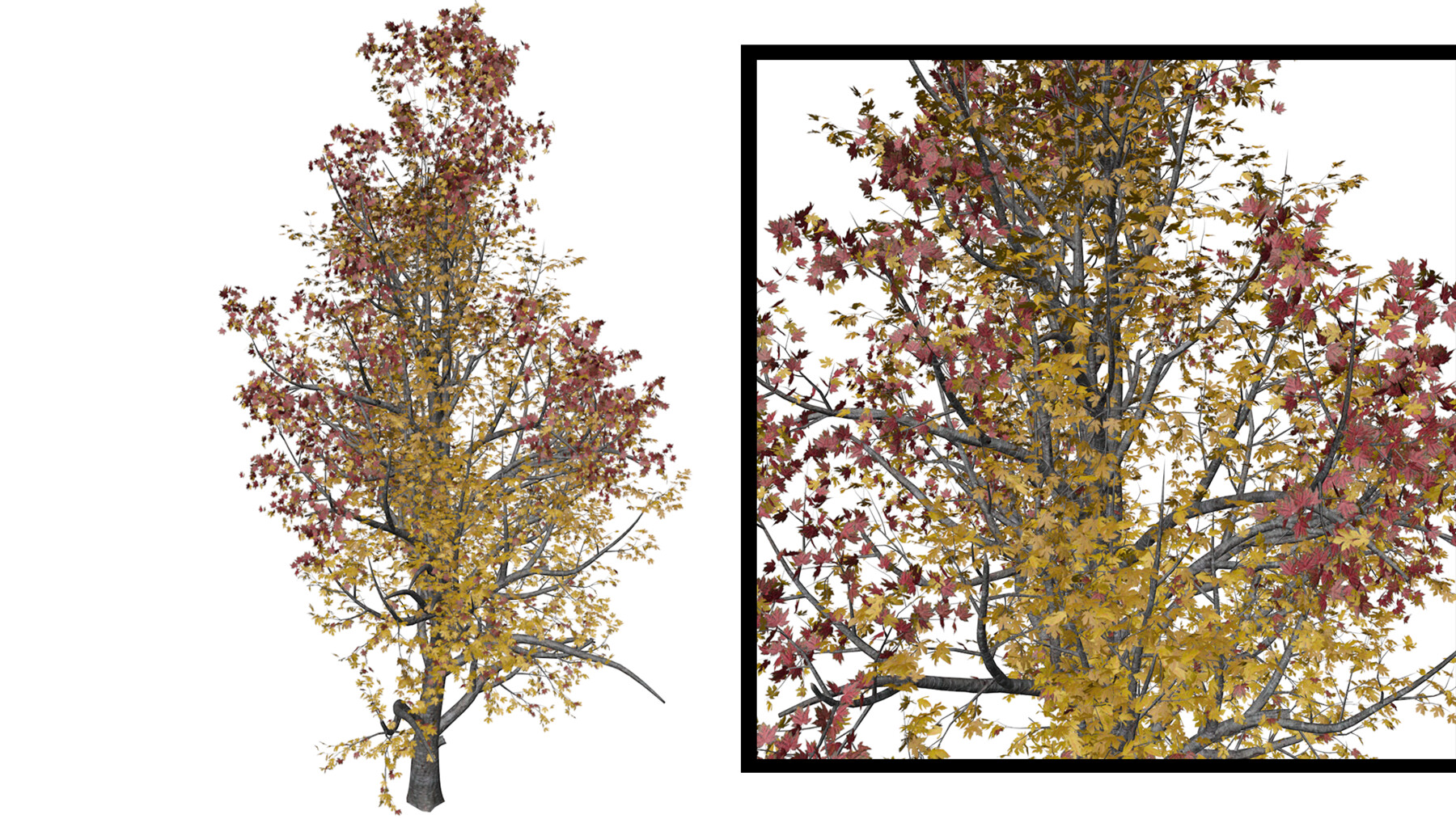 ArtStation - Mountain Maple Tree (in Fall) #04 - High Poly Tree (3D ...