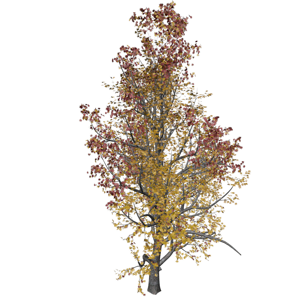 ArtStation - Mountain Maple Tree (in Fall) #04 - High Poly Tree (3D ...