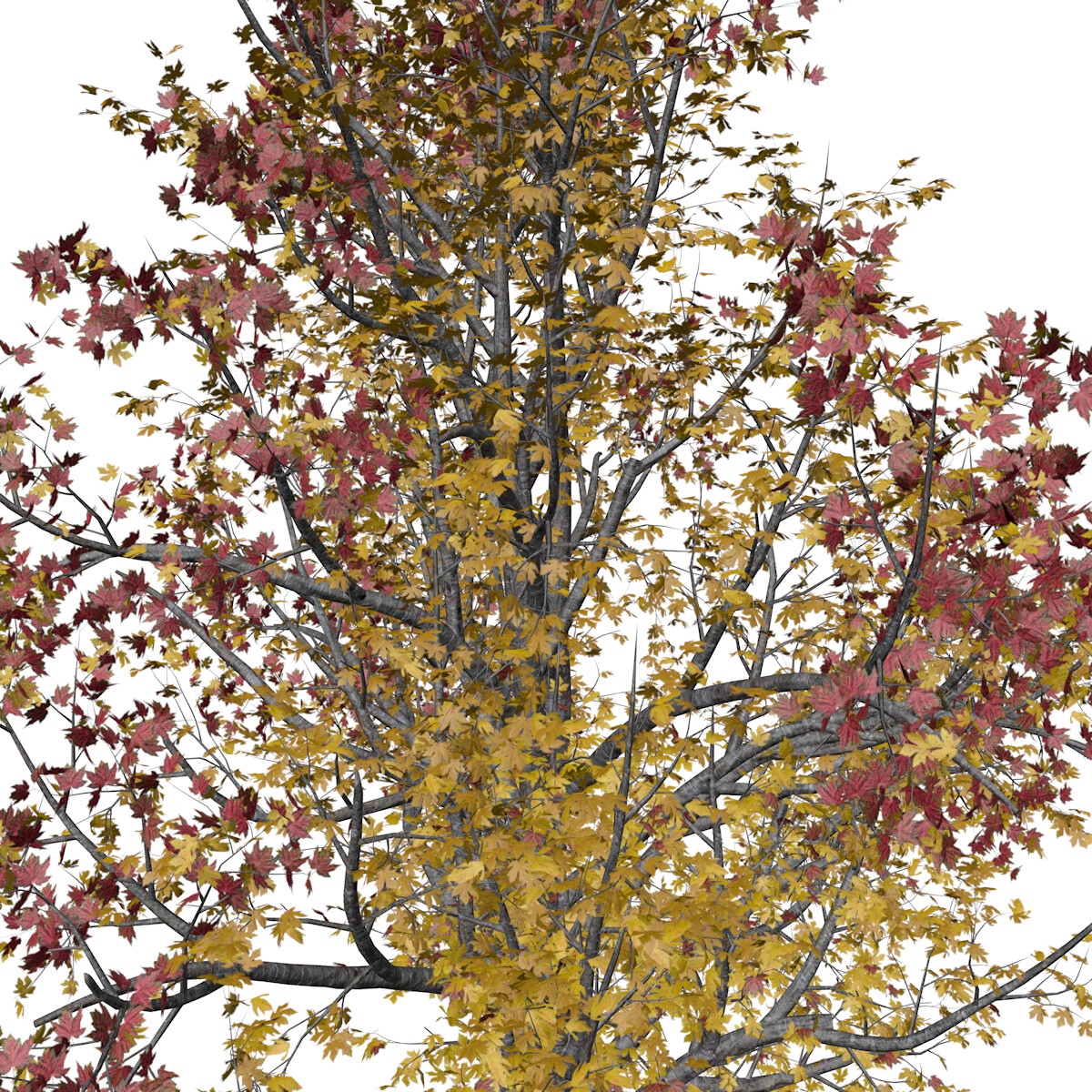ArtStation - Mountain Maple Tree (in Fall) #04 - High Poly Tree (3D ...