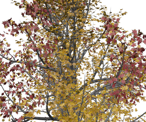 ArtStation - Mountain Maple Tree (in Fall) #04 - High Poly Tree (3D ...