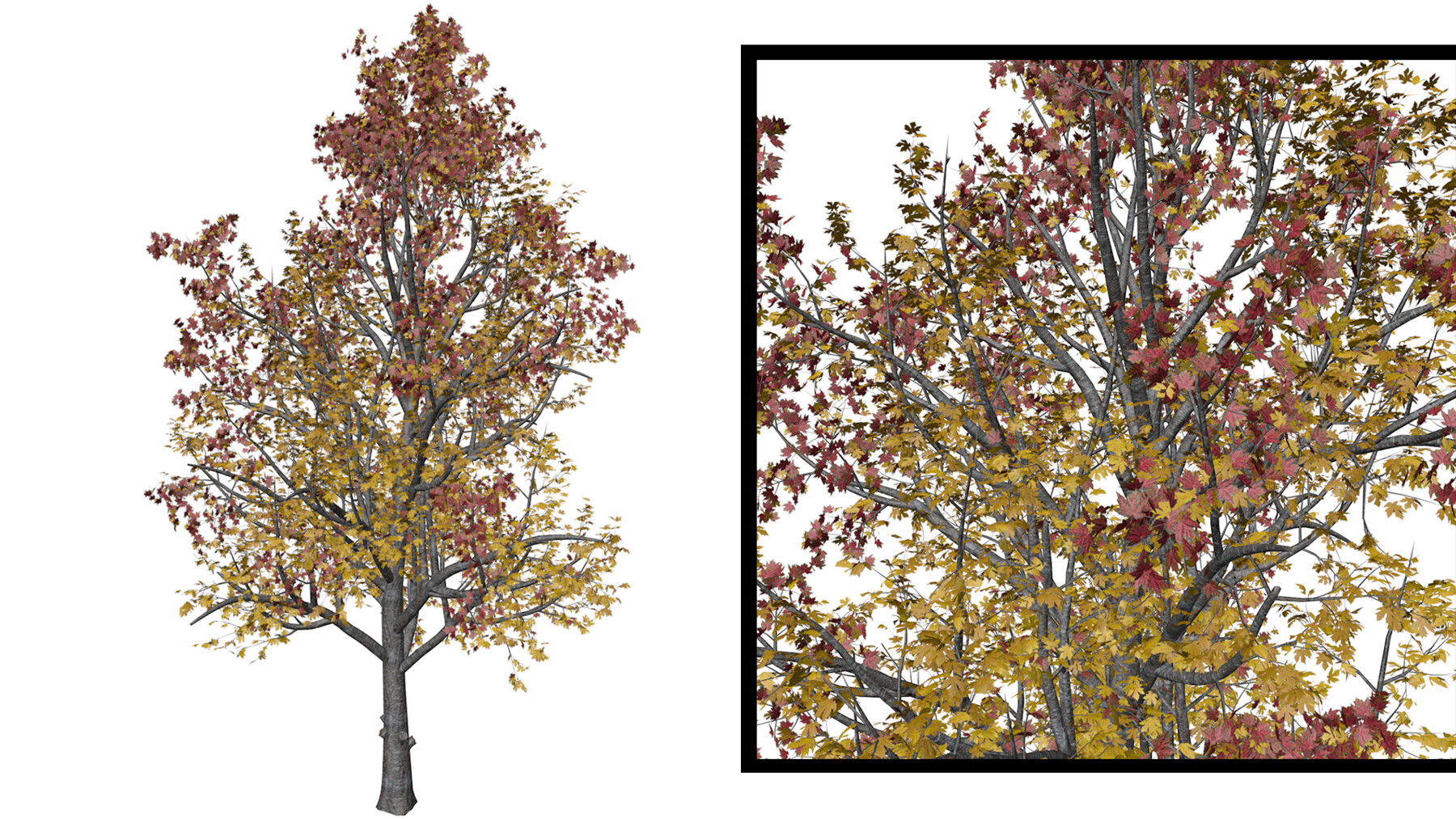 ArtStation - Mountain Maple Tree (in Fall) #07 - High Poly Tree (3D ...