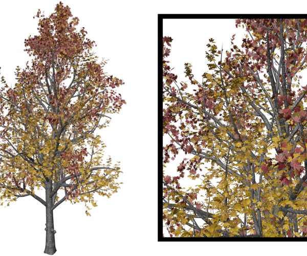 ArtStation - Mountain Maple Tree (in Fall) #07 - High Poly Tree (3D ...