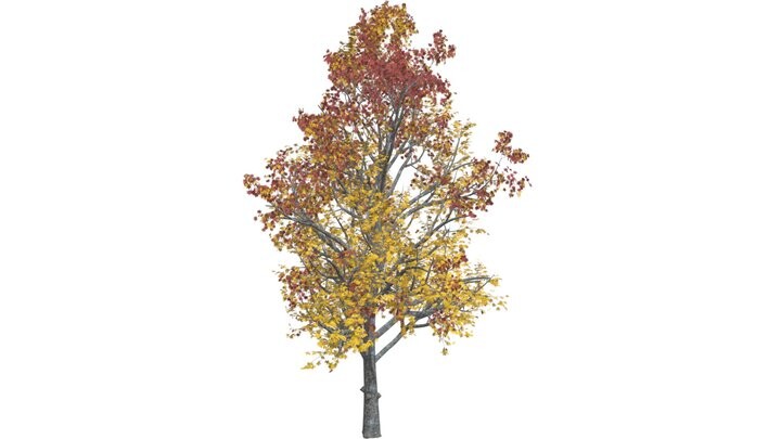 ArtStation - Mountain Maple Tree (in Fall) #07 - High Poly Tree (3D ...