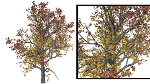 ArtStation - Mountain Maple Tree (in Fall) #08 - High Poly Tree (3D ...
