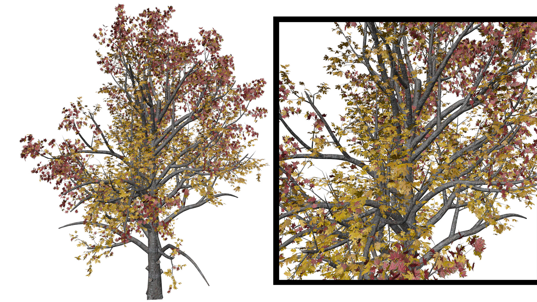 ArtStation - Mountain Maple Tree (in Fall) #08 - High Poly Tree (3D ...