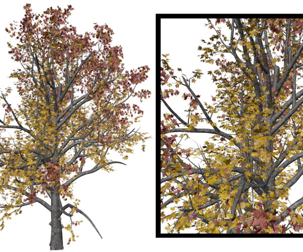 ArtStation - Mountain Maple Tree (in Fall) #08 - High Poly Tree (3D ...