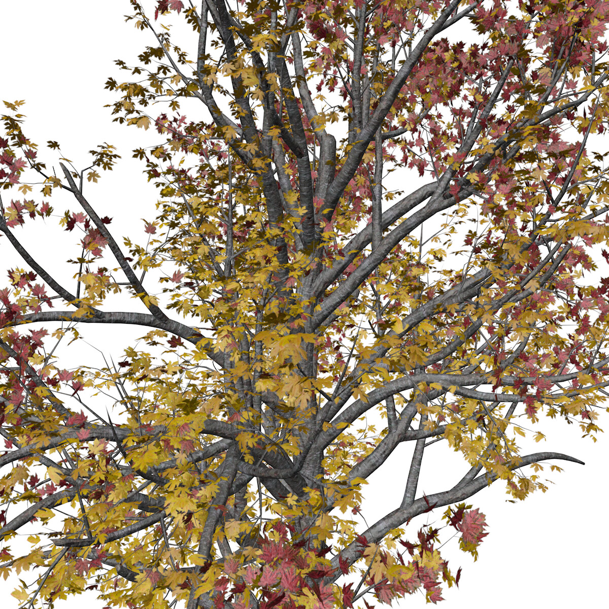 ArtStation - Mountain Maple Tree (in Fall) #08 - High Poly Tree (3D ...