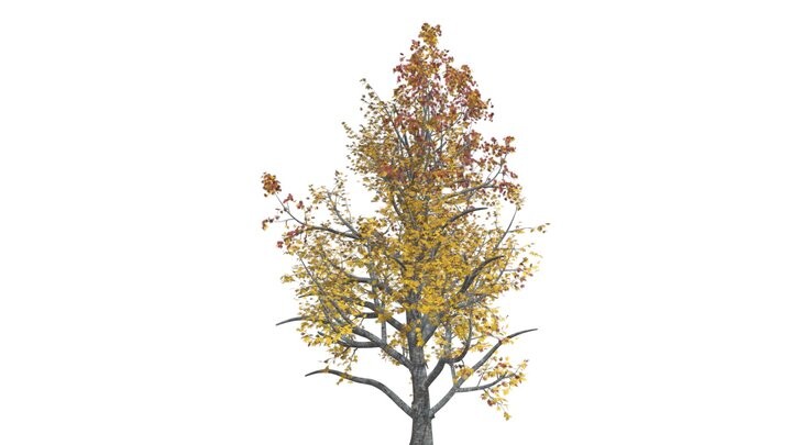 ArtStation - Mountain Maple Tree (in Fall) #09 - High Poly Tree (3D ...